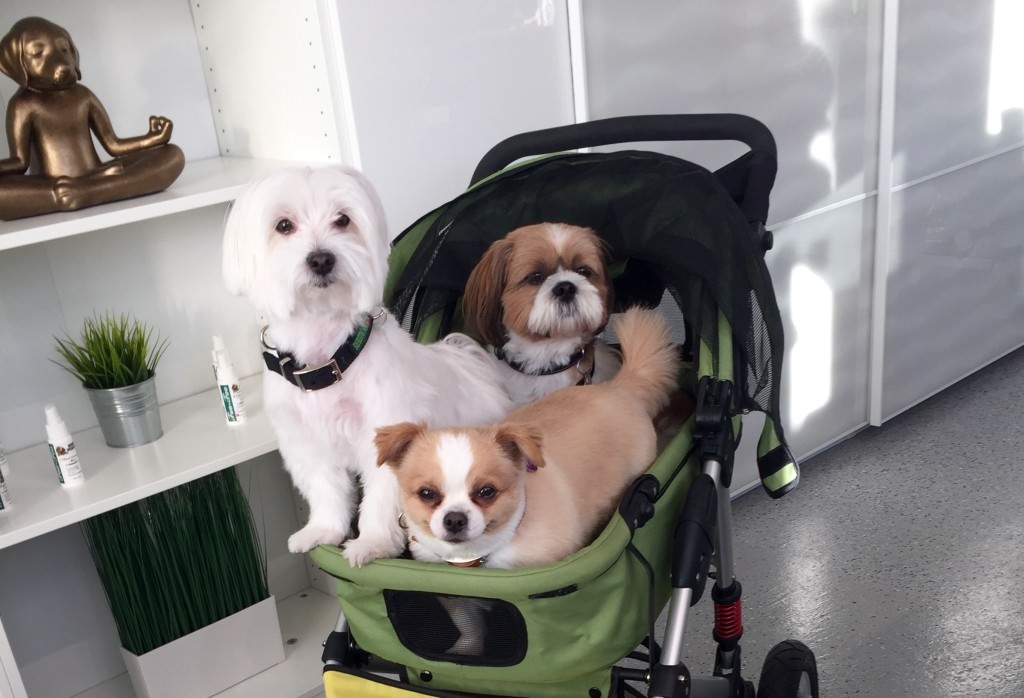 Millennials Are Changing The Dog Grooming - For The Better - Guau Pet ...