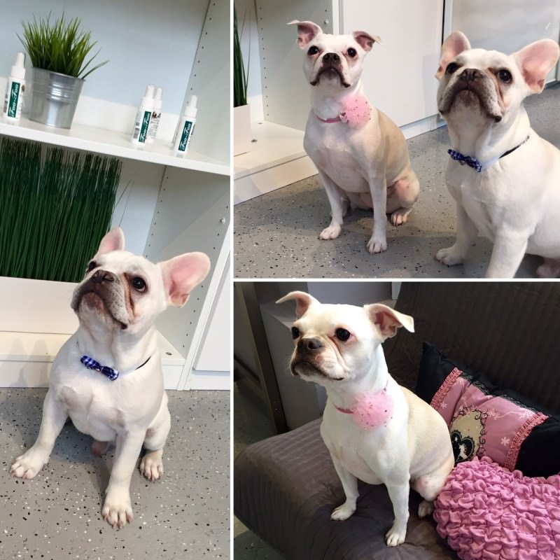 Spa for Dogs - Guau Pet Grooming Spa